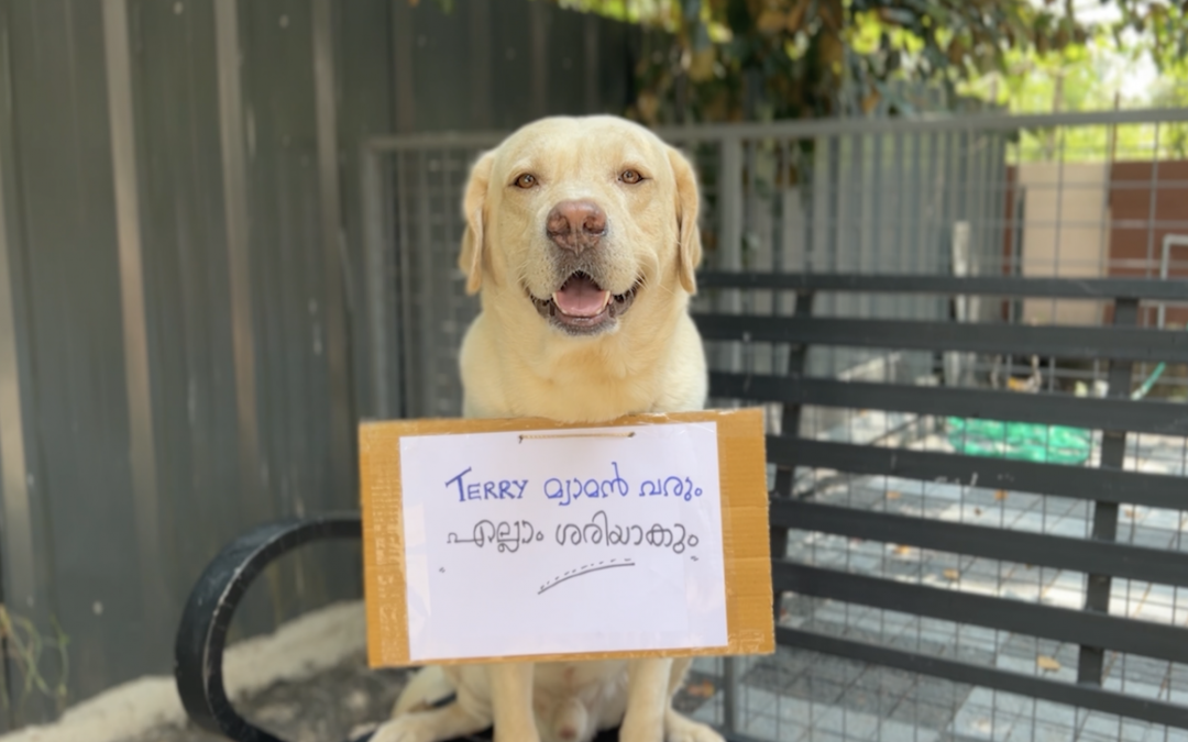 Do dogs understand human language? - LAZE MEDIA
