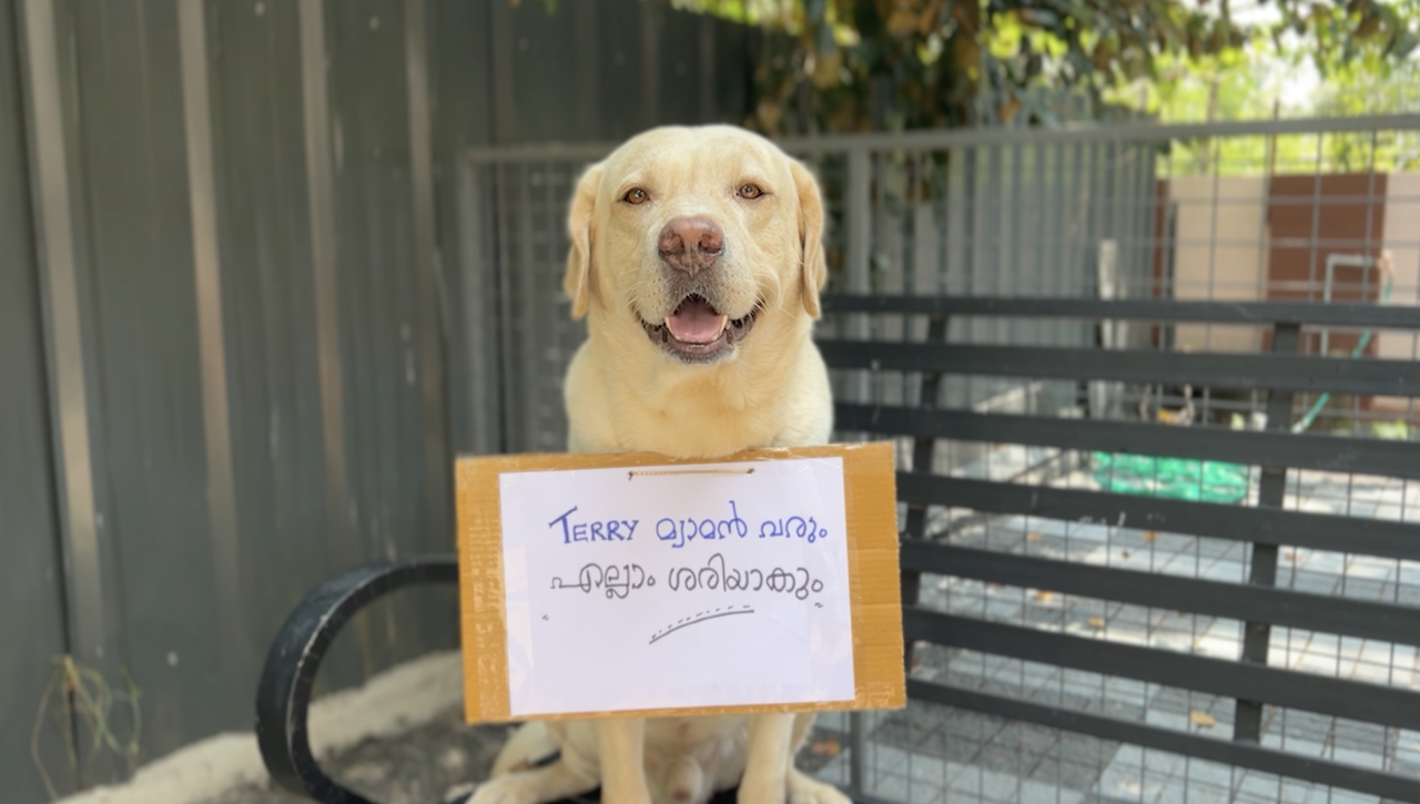 Do dogs understand human language? - LAZE MEDIA